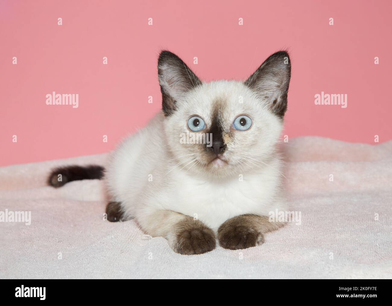 Adorable Seal Point Siamese kitten with light blue eyes laying on a ...