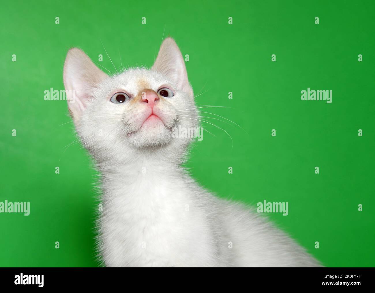 Close up of one white and cream colored tabby kitten looking up to ...