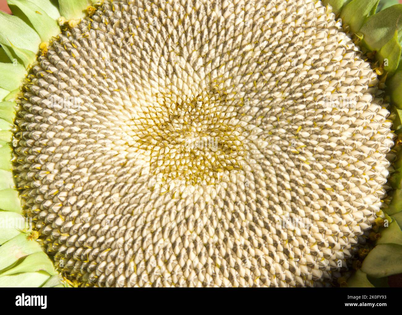 Close up of the center of a giant sunflower, minus the petals and ...