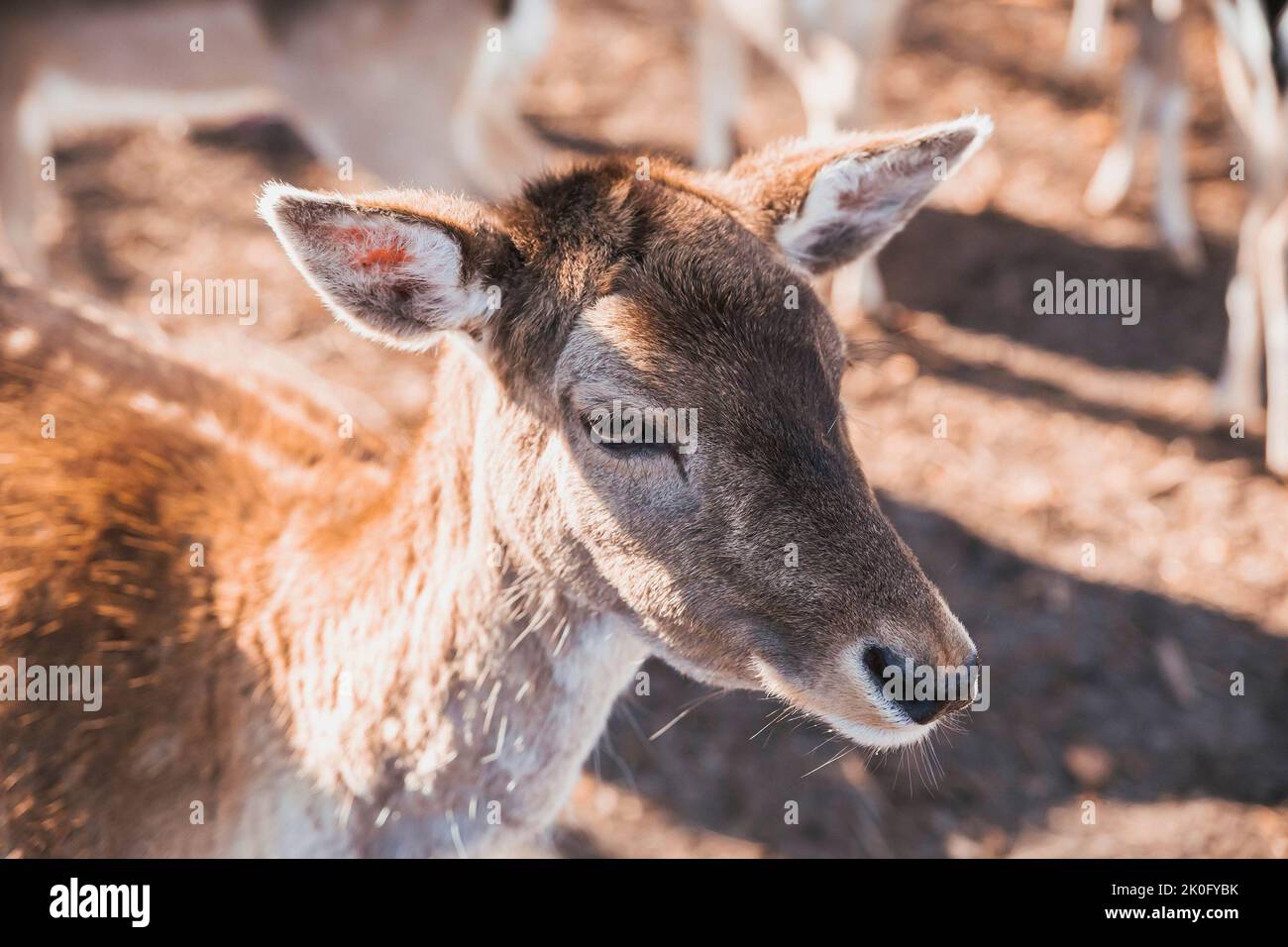 Charming deer face close-up. Nature in Denmark Stock Photo - Alamy