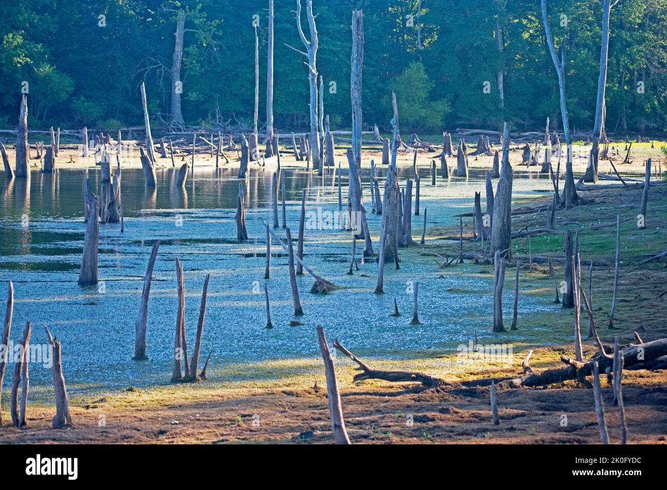 Dead trees water hi-res stock photography and images - Alamy
