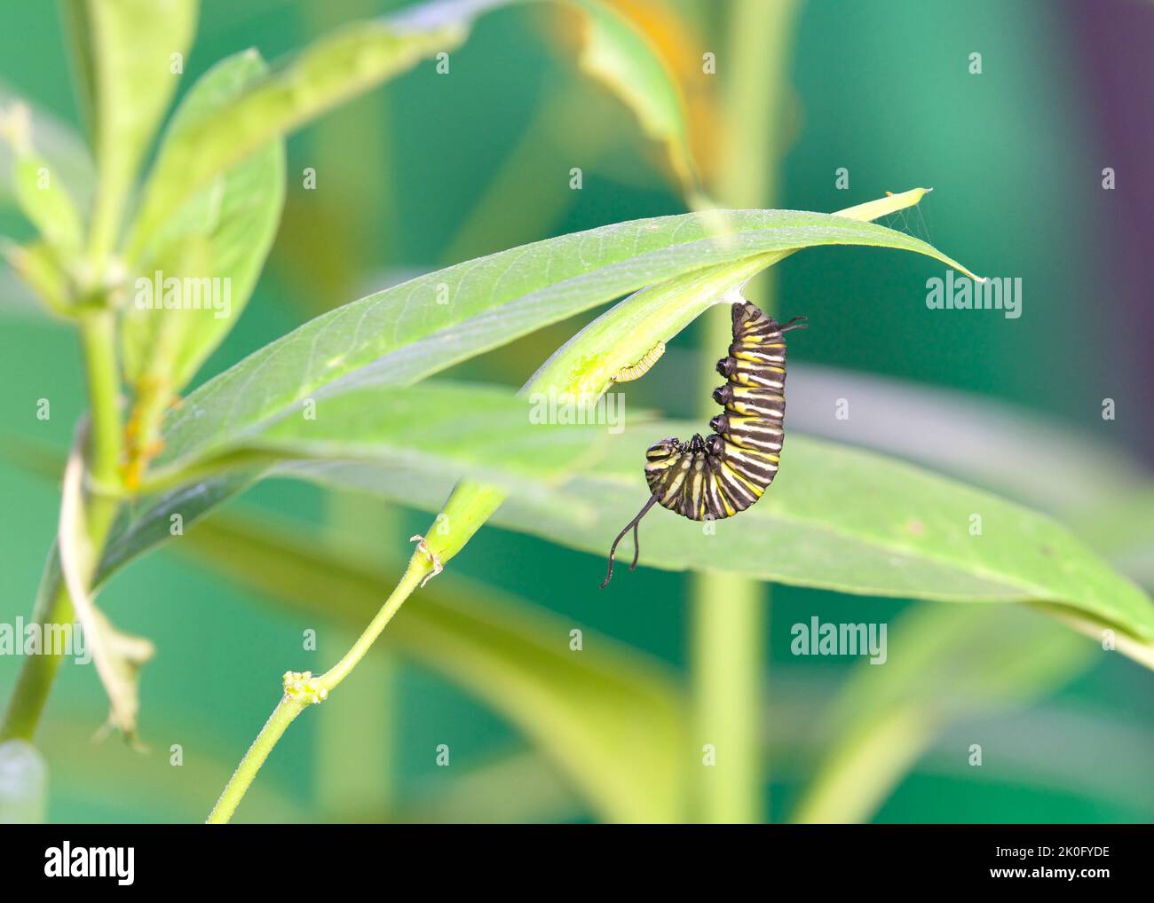 One 5th install monarch butterfly caterpillar hanging upside down on ...