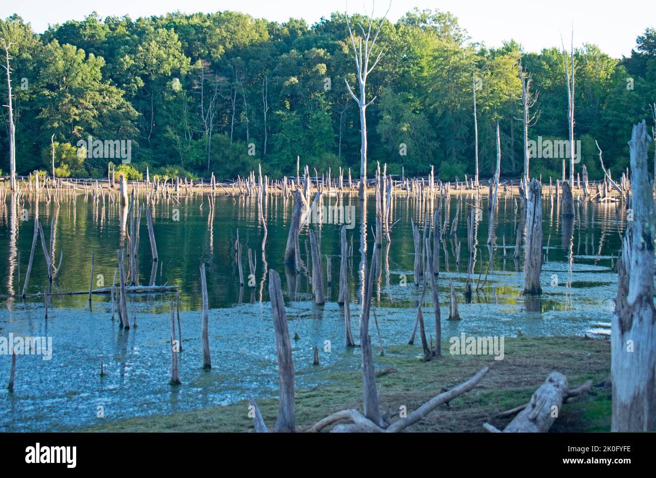 Dead trees water hi-res stock photography and images - Alamy