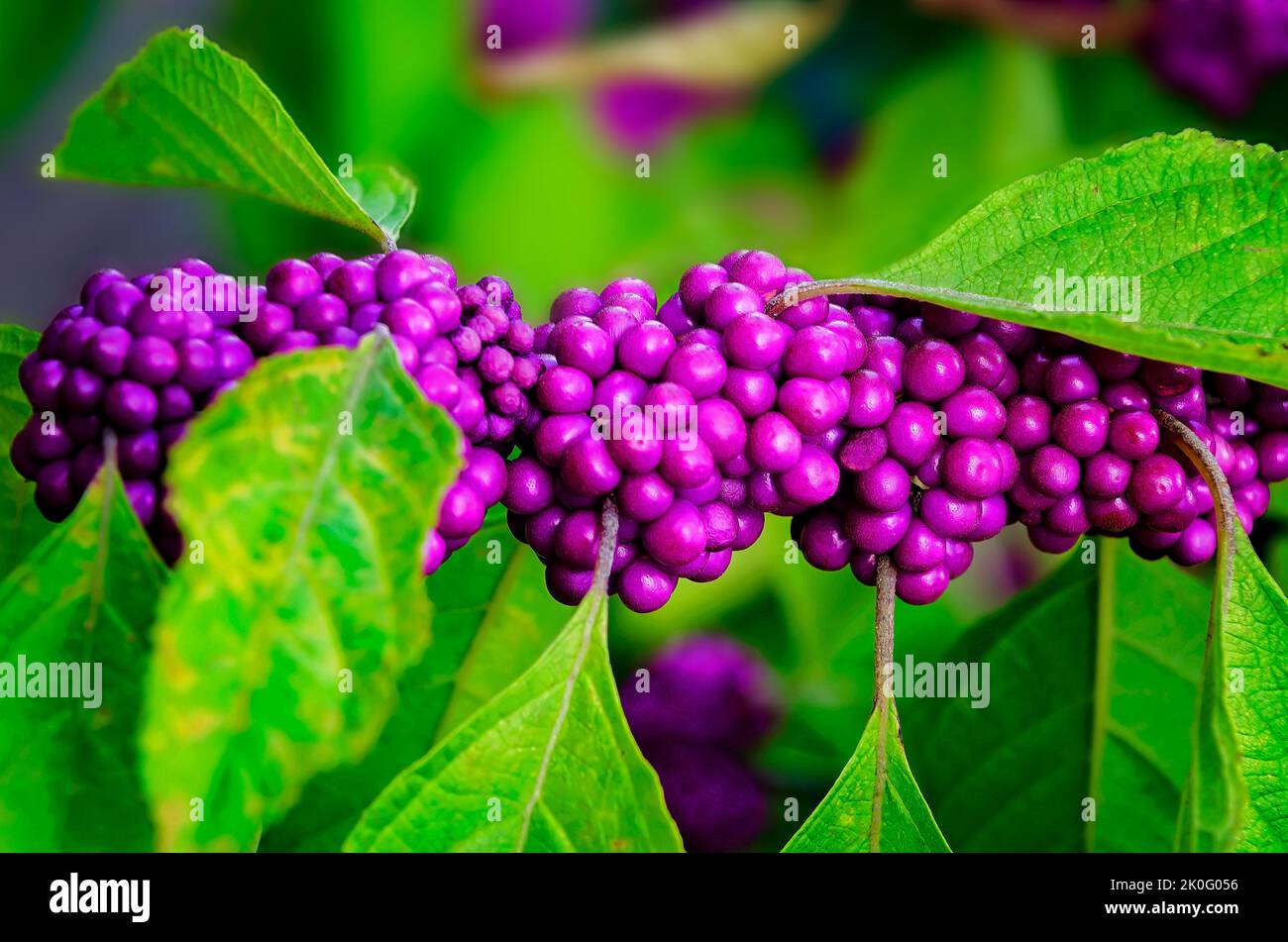 American beautyberry (Callicarpa americana), also known as French ...