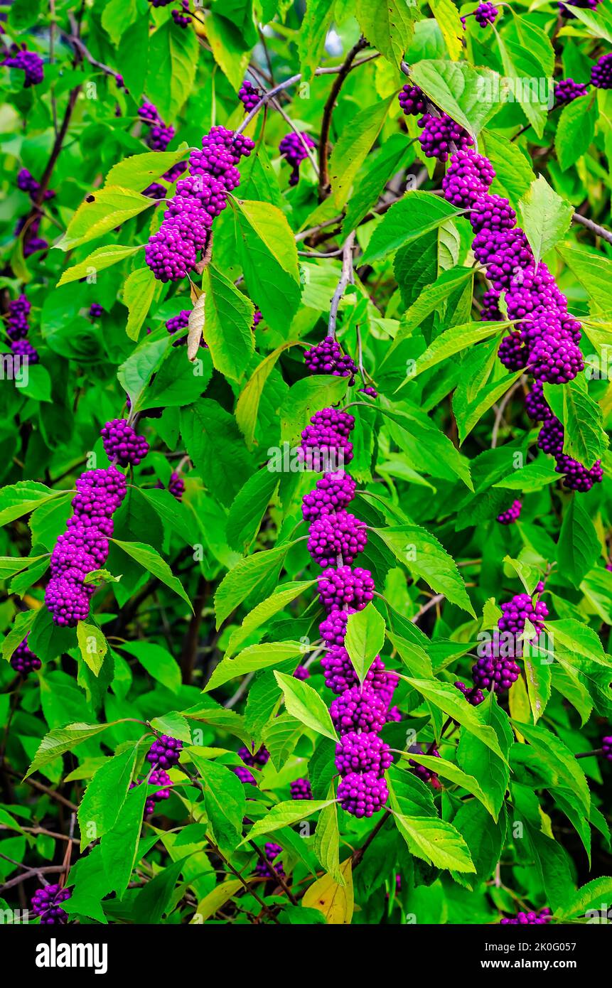 American beautyberry (Callicarpa americana), also known as French ...