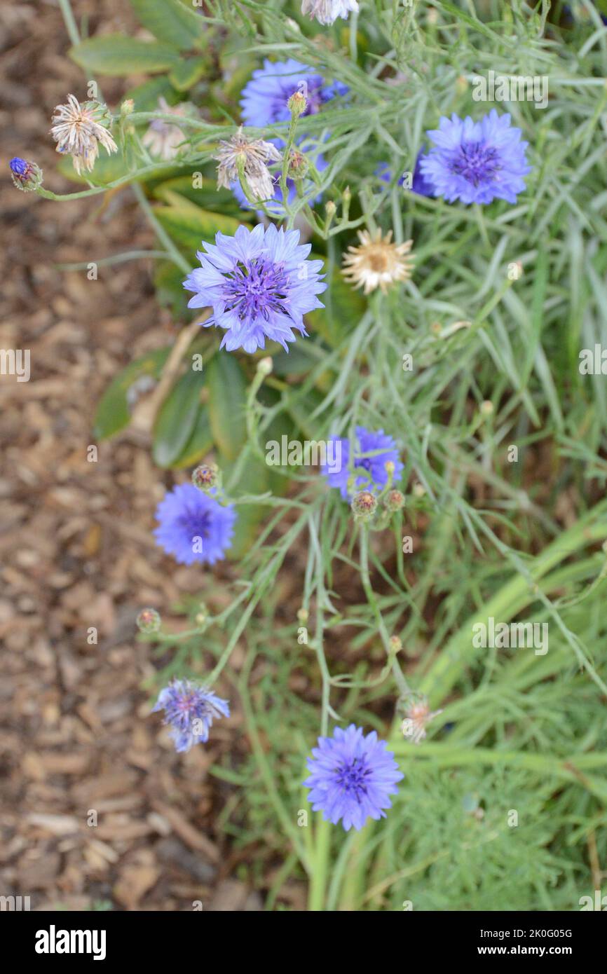 Kornblumen-Aster 'Mels Blue'-Stokesia laevis-Blume-Blau Stock Photo - Alamy