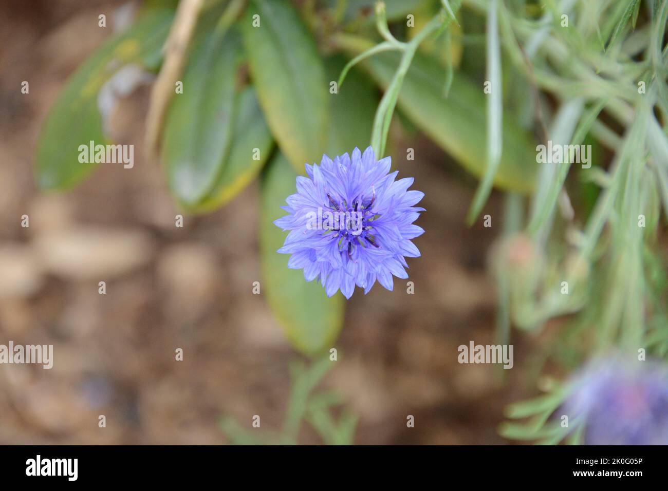 Kornblumen-Aster 'Mels Blue'-Stokesia laevis-Blume-Blau Stock Photo - Alamy