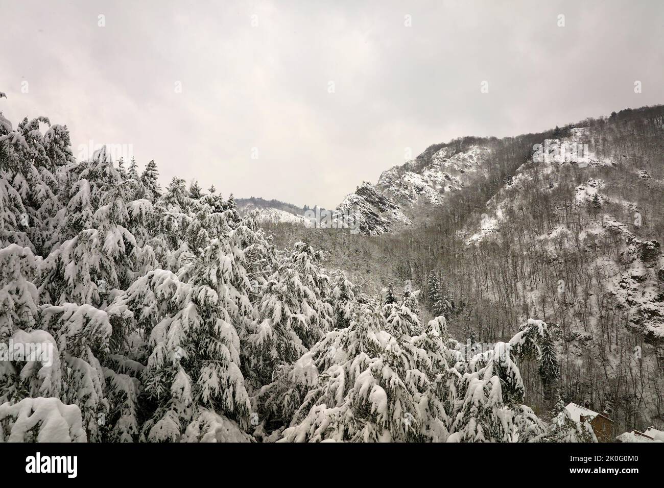 Aerial foggy landscape with evergreen pine trees covered with fresh ...