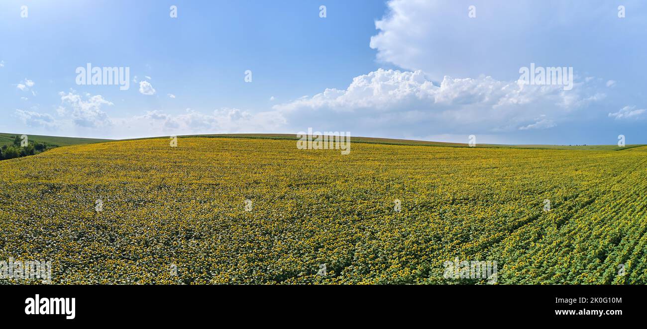 Aerial view of big agricultural farm field with growing sunflower ...