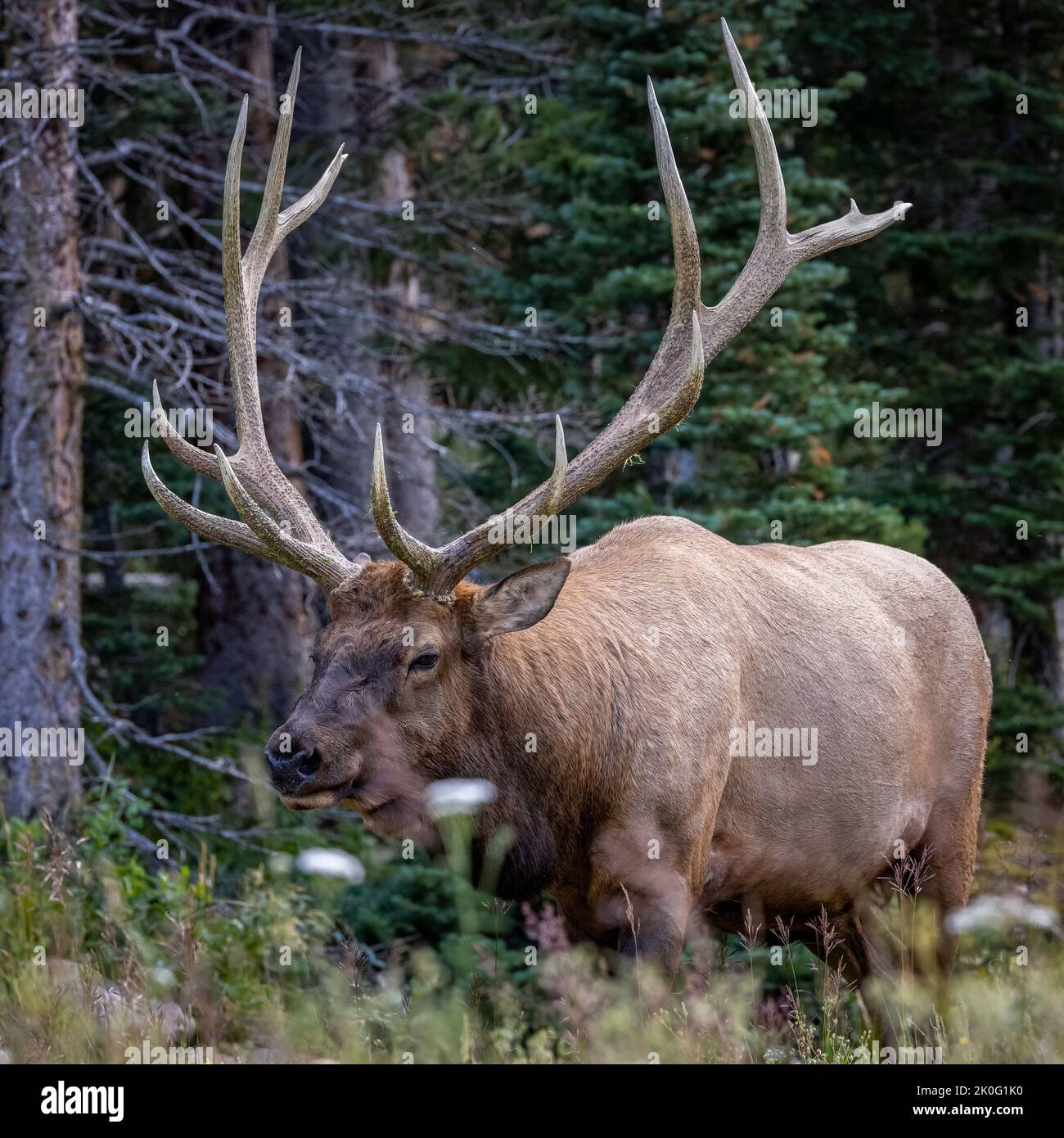 Bull elk (Cervus canadensis nelsoni) walking broadside in search of ...