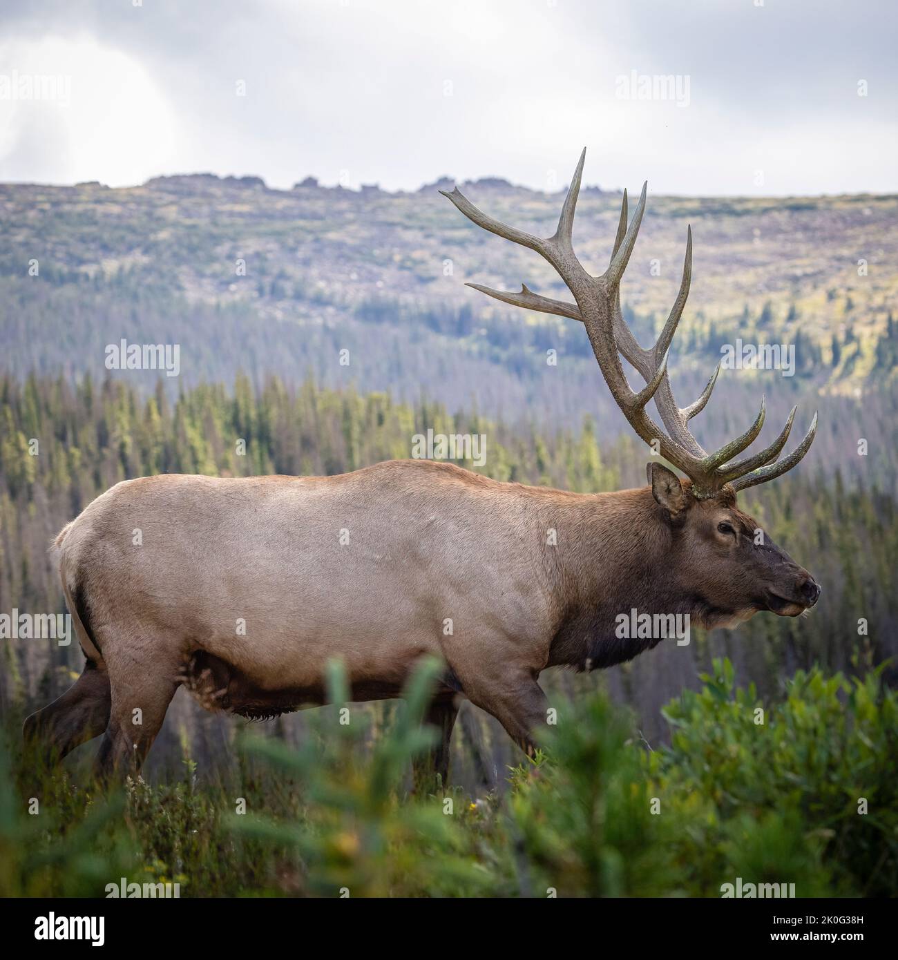 Bull elk (Cervus canadensis nelsoni) walking broadside in search of ...