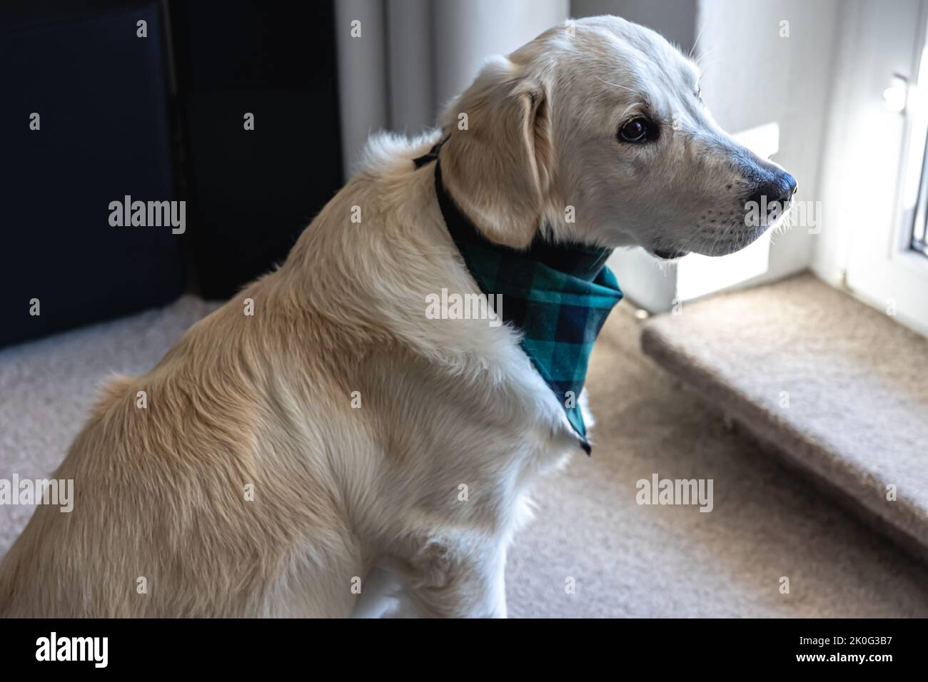 Dog mess interior hi-res stock photography and images - Alamy