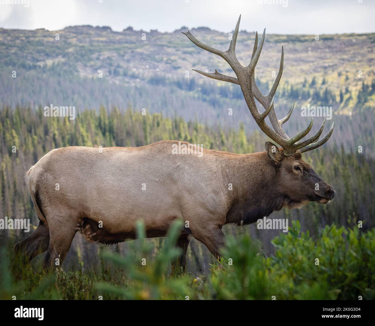 Bull elk (Cervus canadensis nelsoni) walking broadside in search of ...