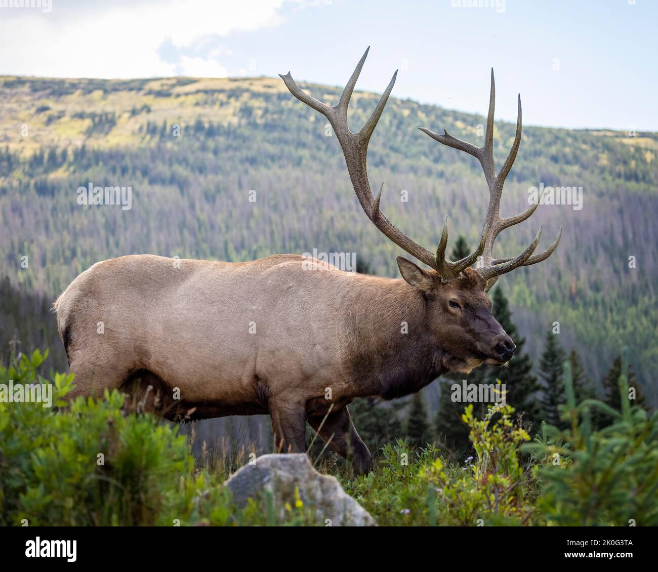 Bull elk (Cervus canadensis nelsoni) walking broadside in search of ...