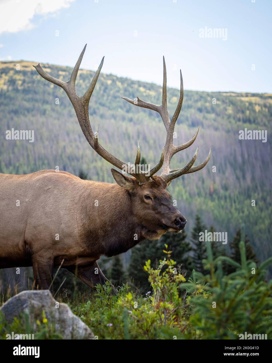 Bull elk (Cervus canadensis nelsoni) walking broadside in search of ...