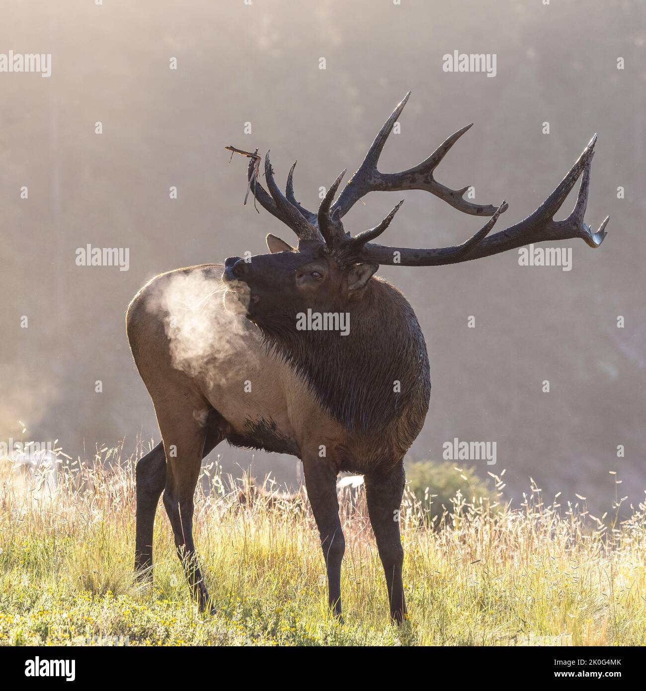 Bull elk (cervus canadensis nelsoni) bugling during the fall rut ...
