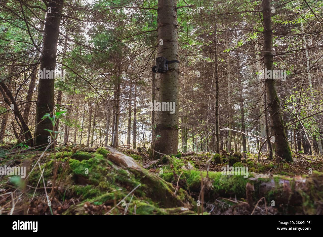 Hidden camera in the forest that turns on when wild animals move Stock ...