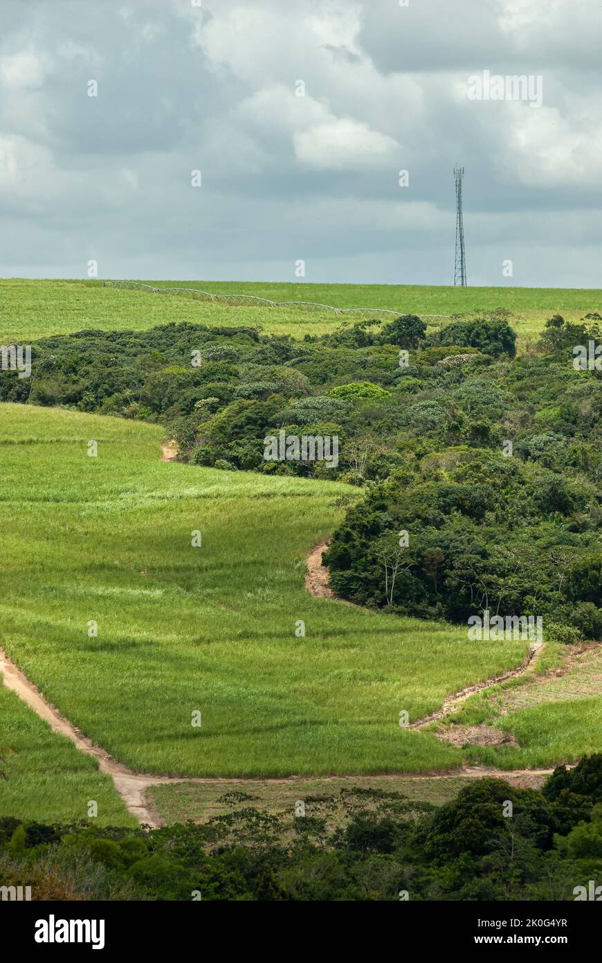 Plantation cane sugar pernambuco forest hi-res stock photography and ...