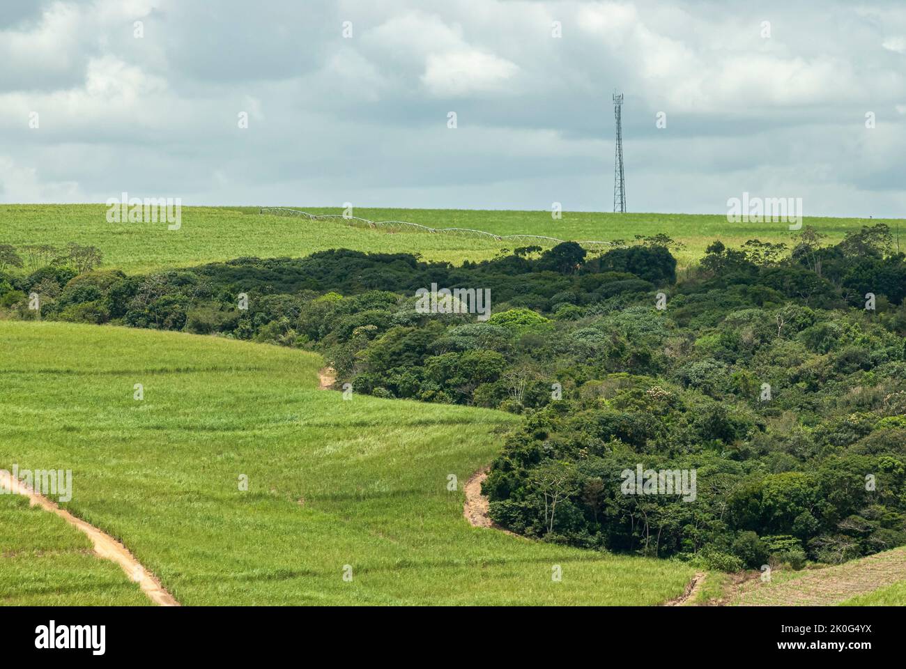 Agriculture and the environment. Sugarcane cultivation advancing over ...