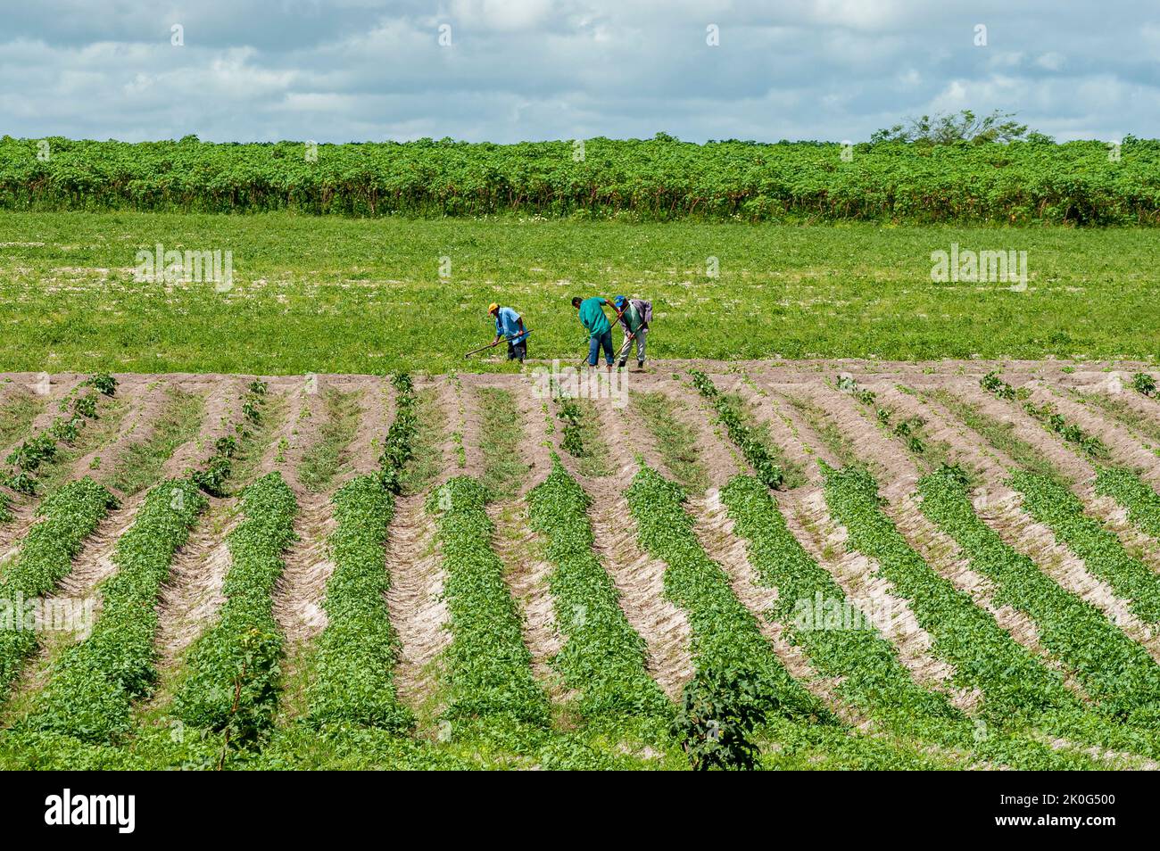 Subsistence agriculture in northeastern Brazil. Field workers in Sapé ...