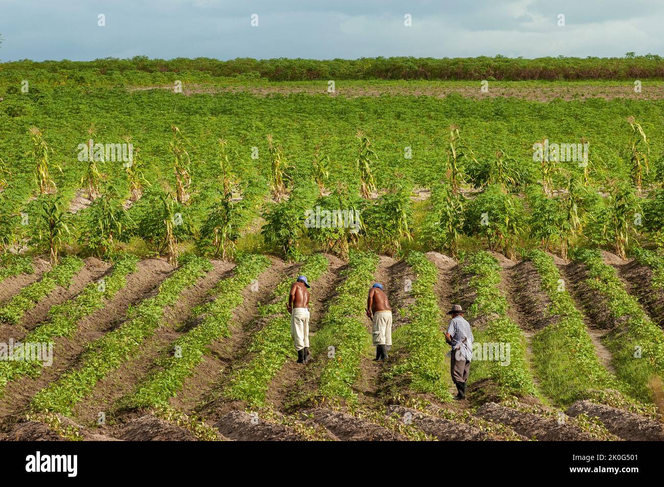 Subsistence agriculture in northeastern Brazil. Field workers in Sapé ...