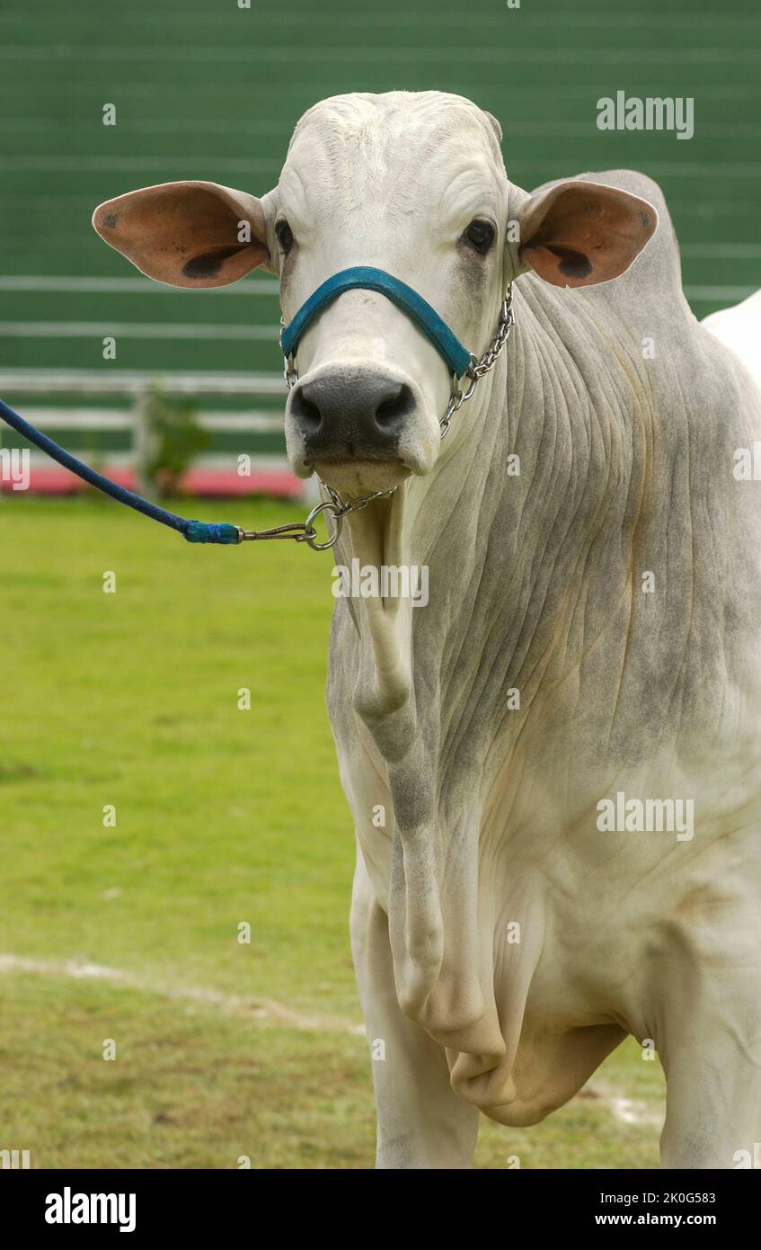 Livestock. Nellore cattle in close-up at an agricultural fair Stock ...