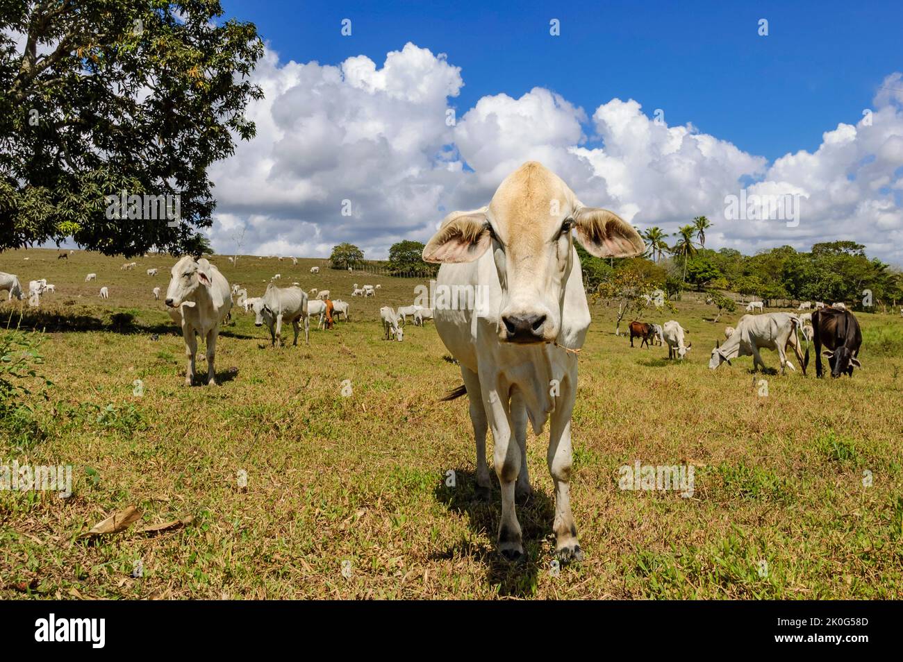 Livestock. Nellore cattle in the pasture in Piloes, Paraíba, Brazil ...