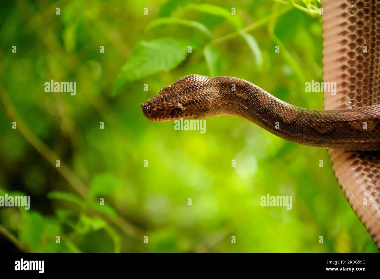 Boa constrictor snake with blurred green foliage background Stock Photo ...