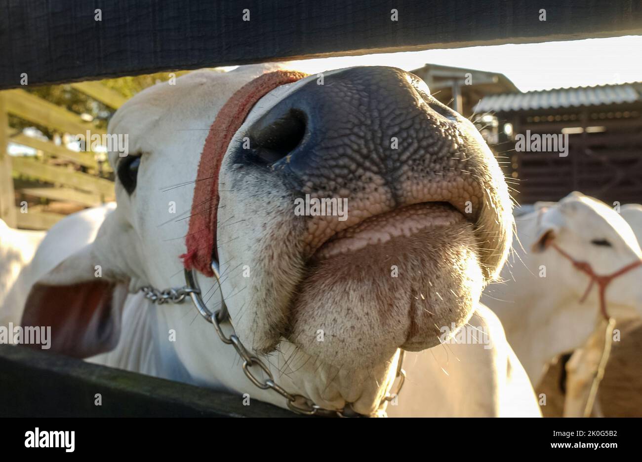 Livestock. Nellore bull looking at the camera in close-up Stock Photo ...
