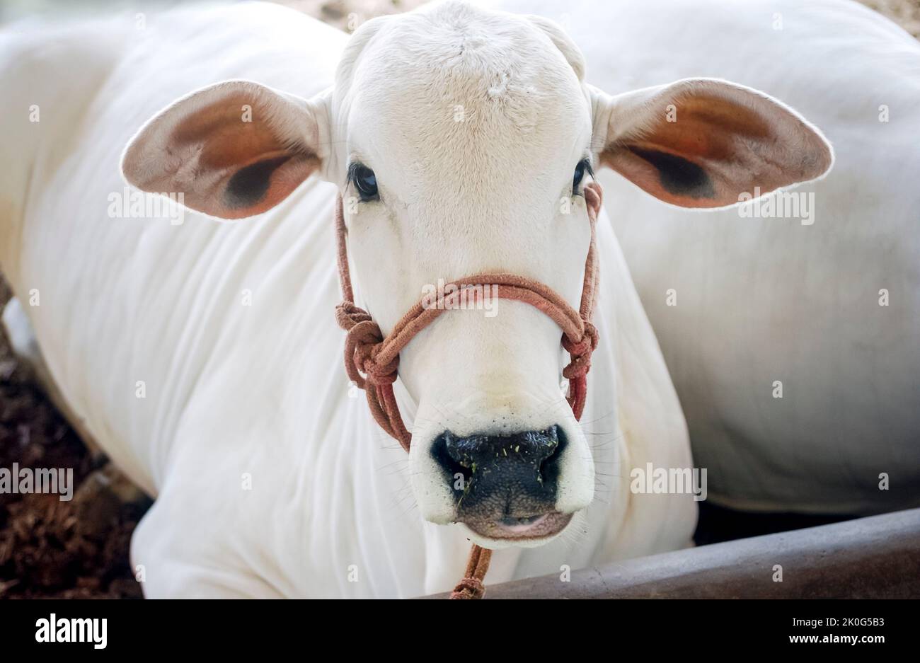 Livestock. Nellore bull looking at the camera in close-up Stock Photo ...