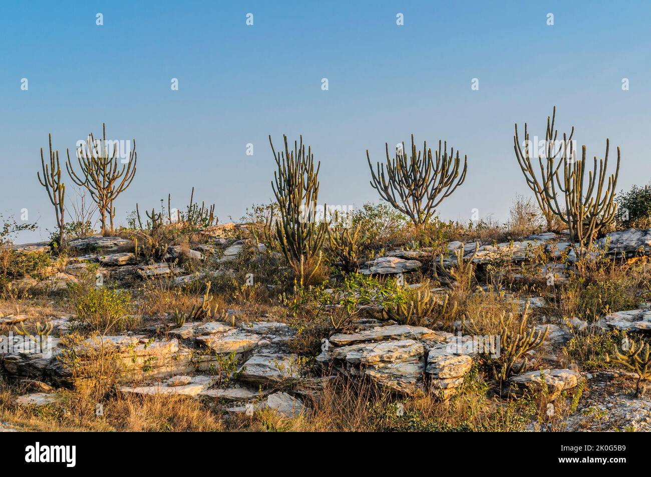 Cactus, rocks and typical vegetation of the Brazilian Caatinga Biome in ...