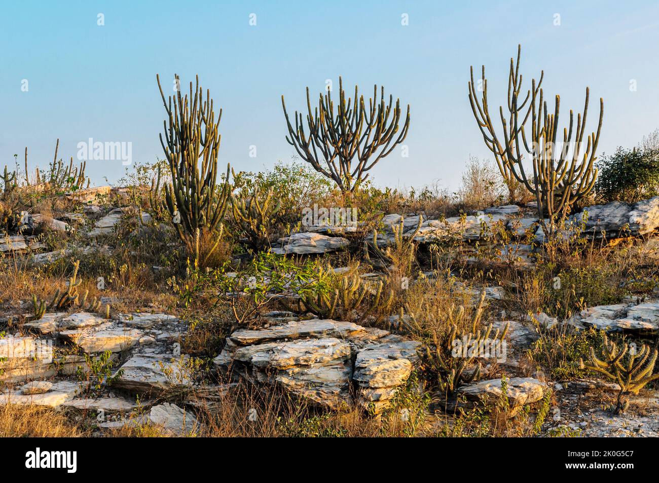 Cactus, rocks and typical vegetation of the Brazilian Caatinga Biome in ...