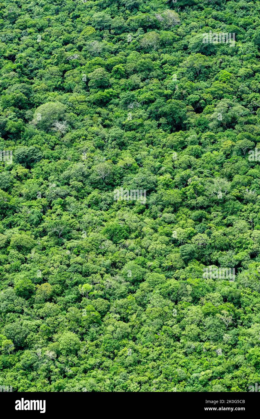 Brazilian rainforest. Aerial view forming a texture with the trees of ...
