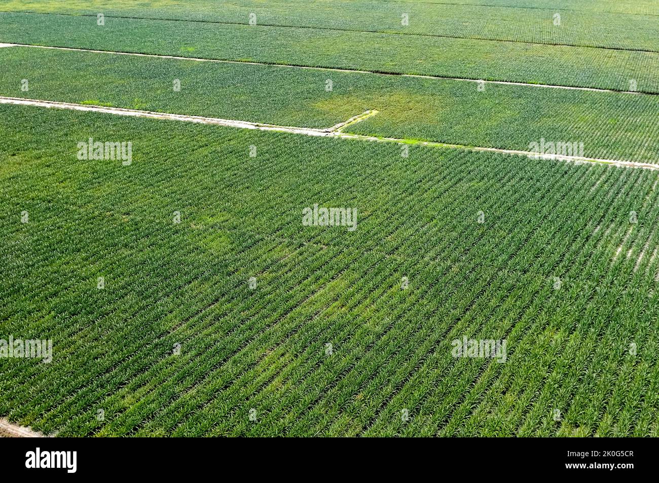 Pineapple plantation in Bayeux, Paraiba, Brazil on July 2, 2008 ...