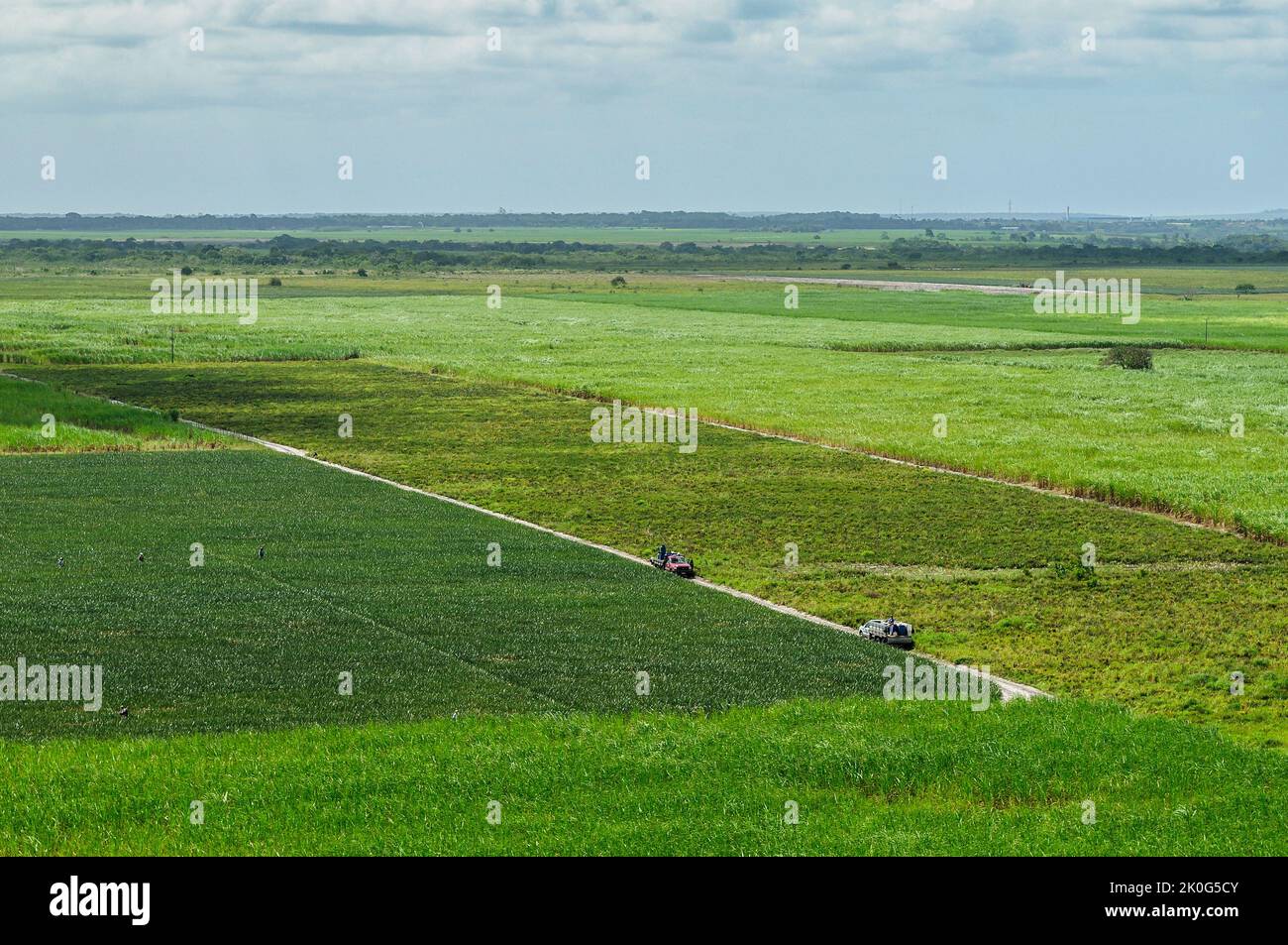 Pineapple plantation in Bayeux, Paraiba, Brazil on July 2, 2008 ...