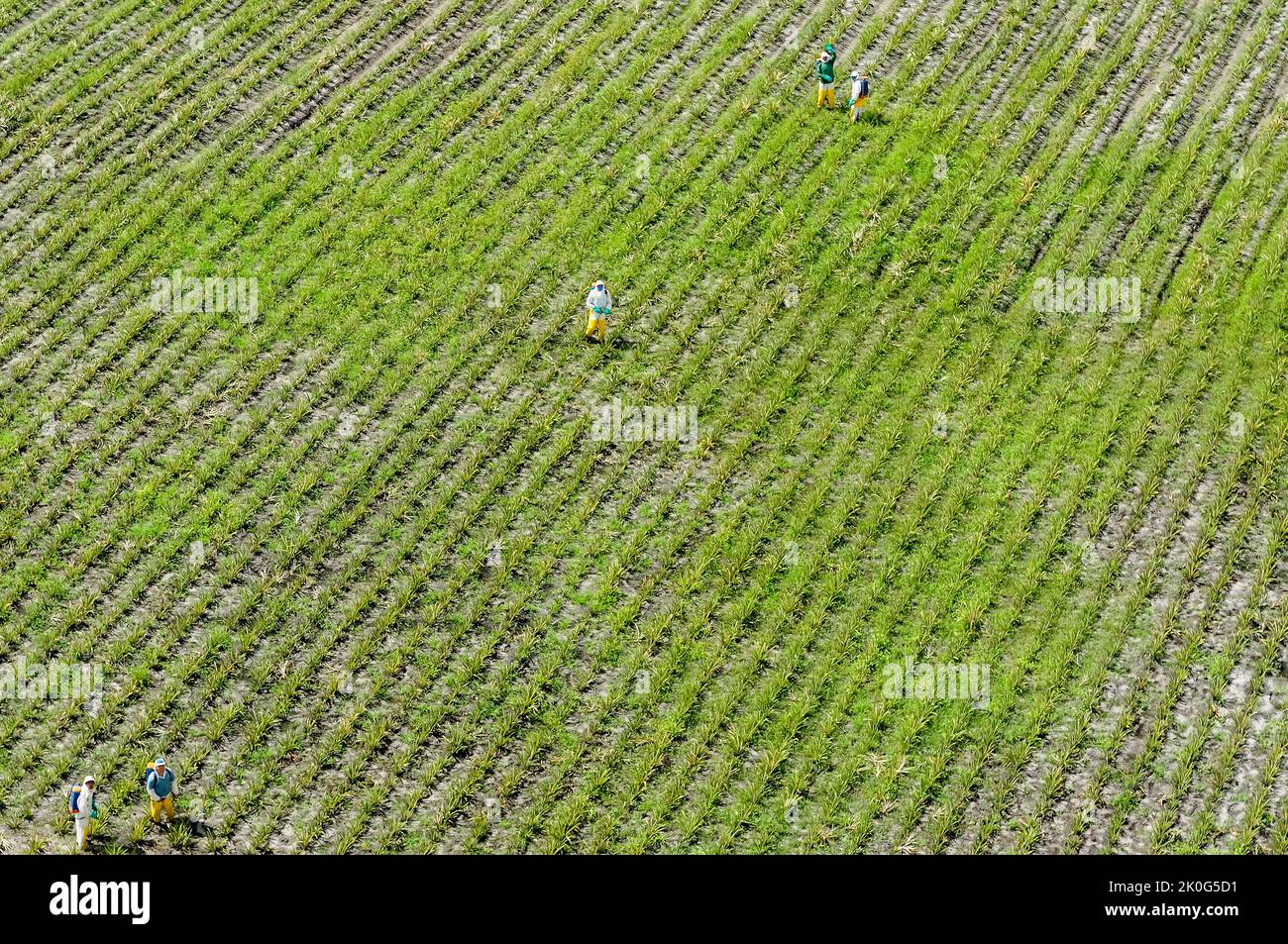 Pineapple plantation in Bayeux, Paraiba, Brazil on July 2, 2008 ...