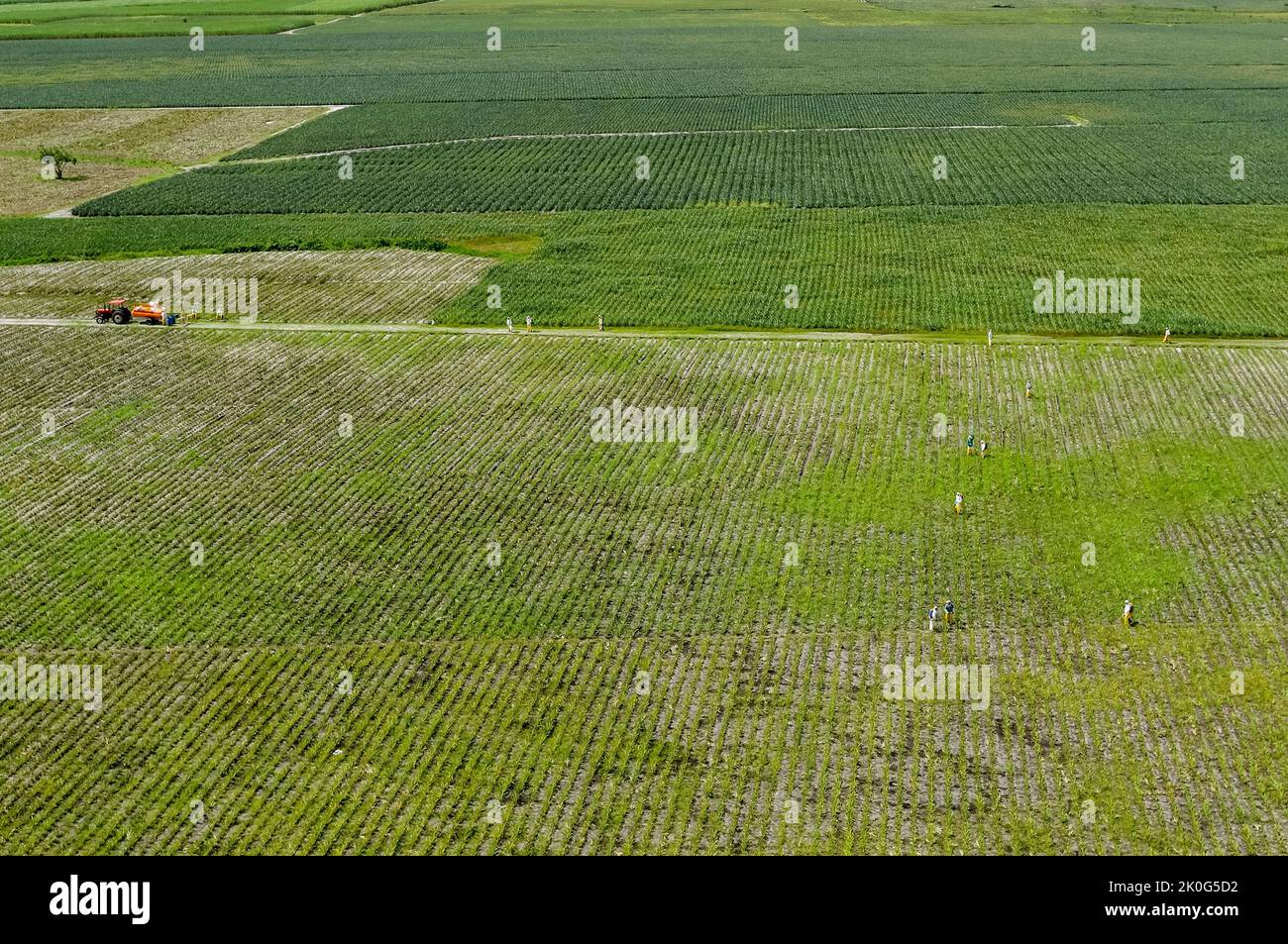 Pineapple plantation in Bayeux, Paraiba, Brazil on July 2, 2008 ...