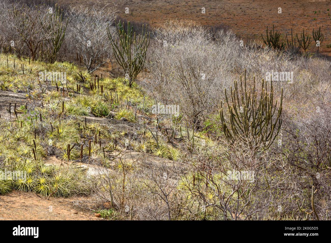 Brazilian Caatinga biome. Typical vegetation, Macambira (Bromeliaceae ...