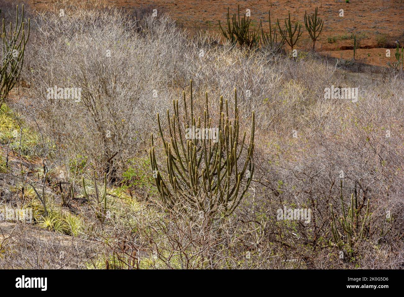 Brazilian Caatinga biome. Typical vegetation, Macambira (Bromeliaceae ...