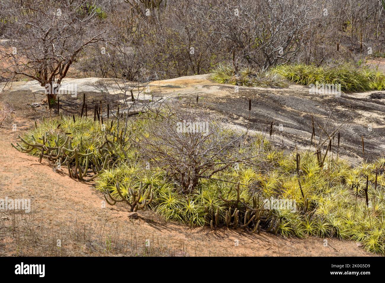 Brazilian Caatinga biome. Typical vegetation, Macambira (Bromeliaceae ...