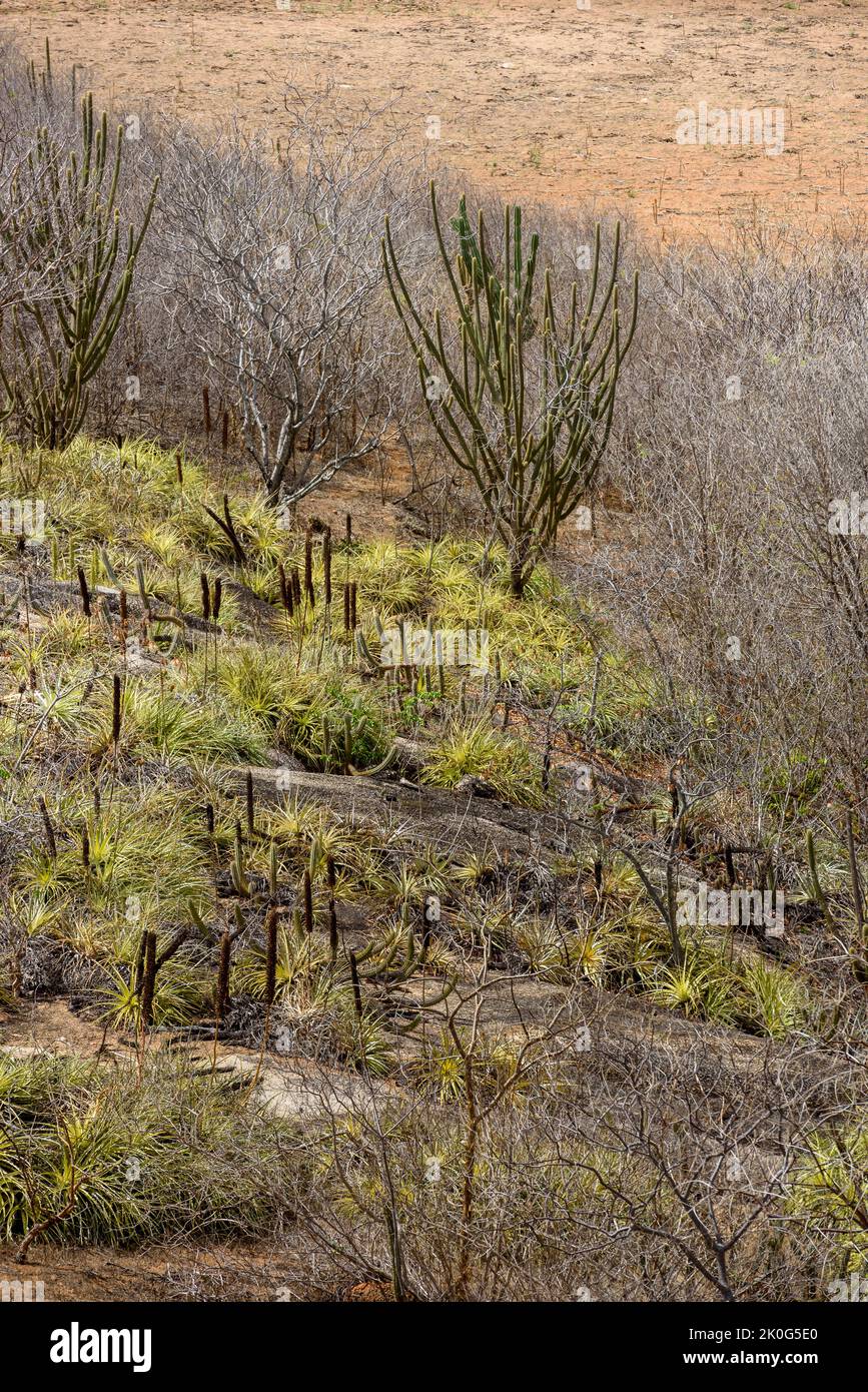 Brazilian Caatinga biome. Typical vegetation, Macambira (Bromeliaceae ...