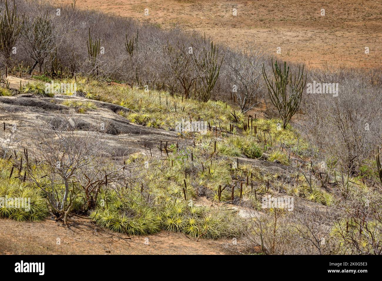 Brazilian Caatinga biome. Typical vegetation, Macambira (Bromeliaceae ...