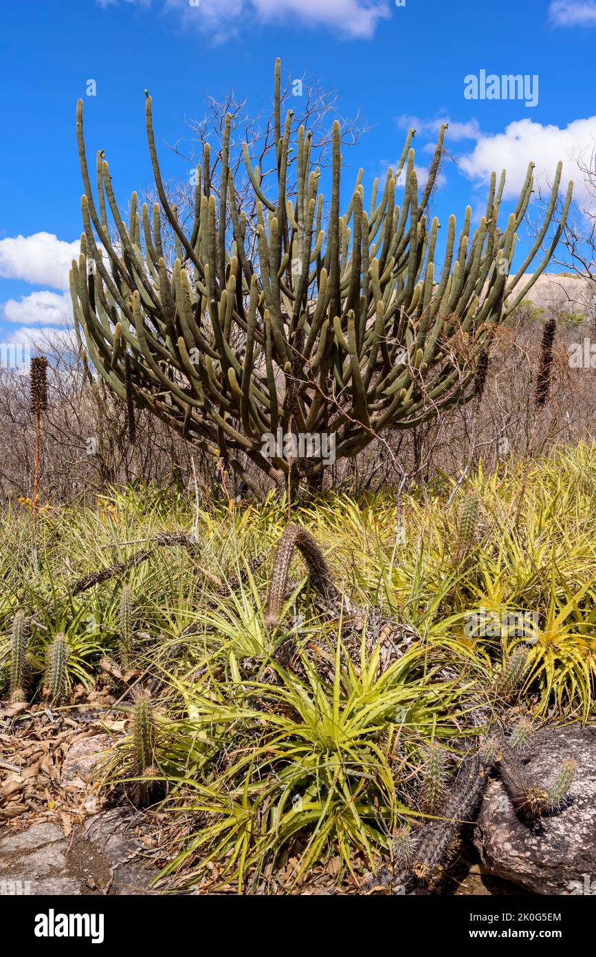 Brazilian Caatinga biome. Typical vegetation, Macambira (Bromeliaceae ...