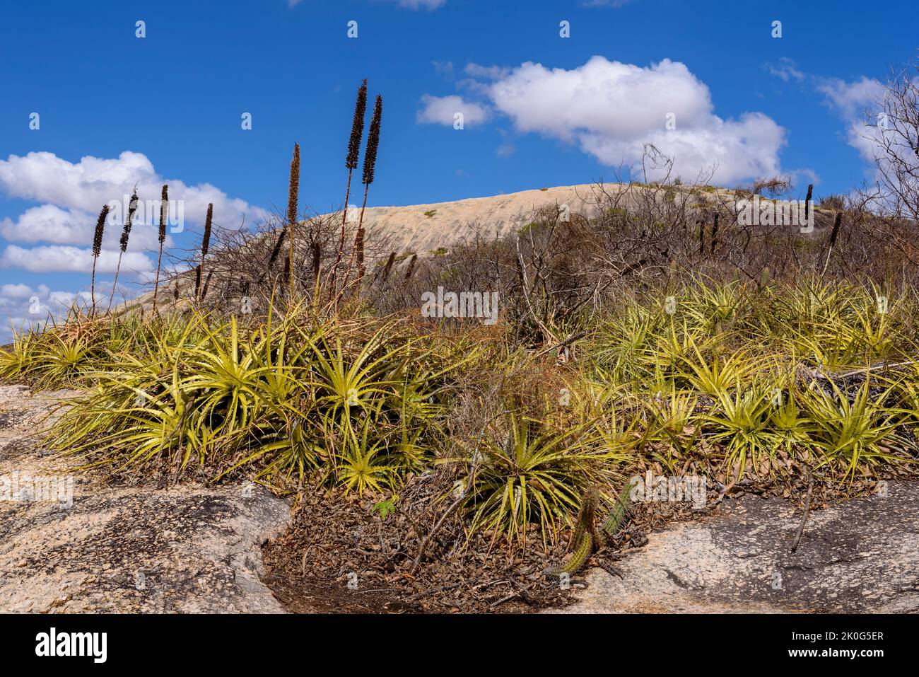 Brazilian Caatinga biome. Typical vegetation, Macambira (Bromeliaceae ...