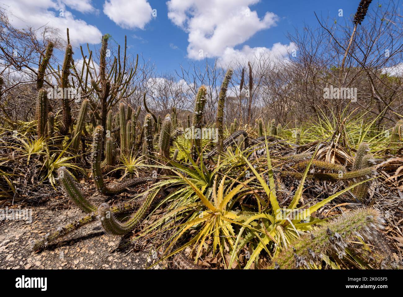 Brazilian Caatinga biome. Typical vegetation, Macambira (Bromeliaceae ...