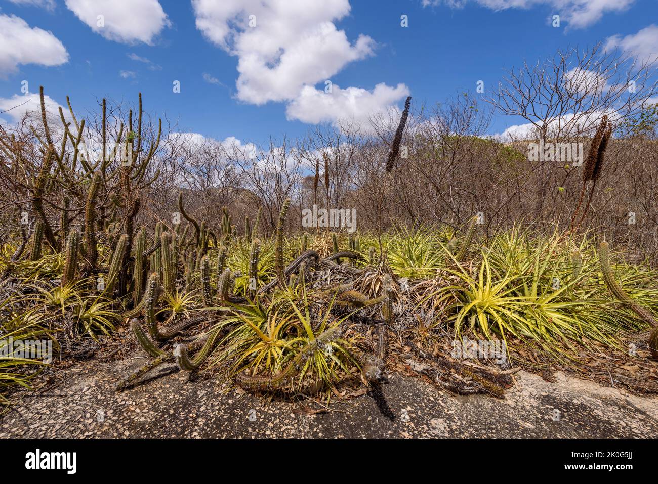 Brazilian Caatinga biome. Typical vegetation, Macambira (Bromeliaceae ...