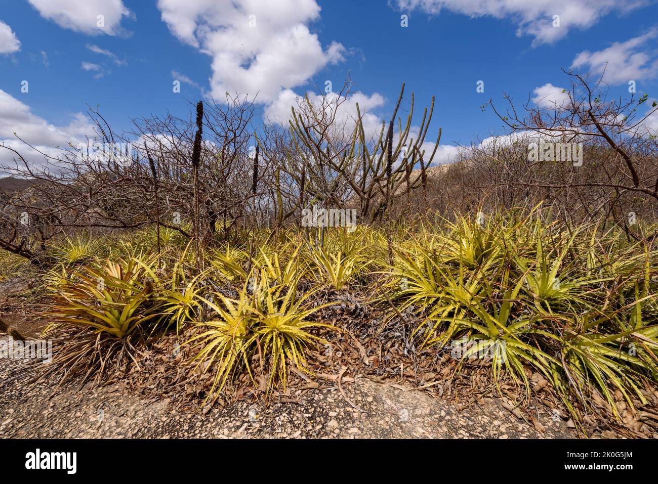 Brazilian Caatinga biome. Typical vegetation, Macambira (Bromeliaceae ...