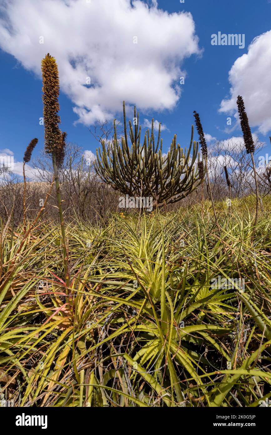 Brazilian Caatinga biome. Typical vegetation, Macambira (Bromeliaceae ...