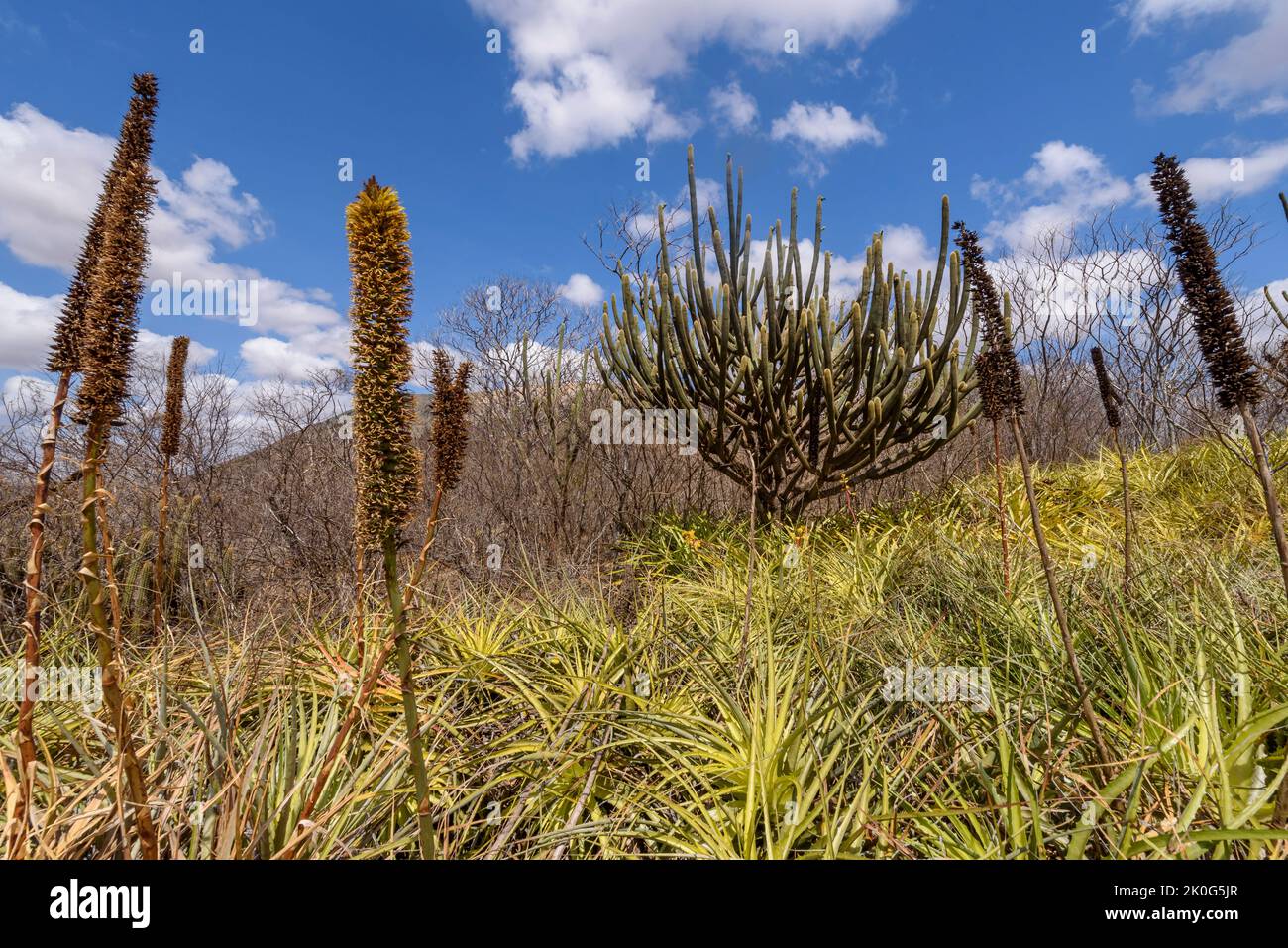 Brazilian Caatinga biome. Typical vegetation, Macambira (Bromeliaceae ...