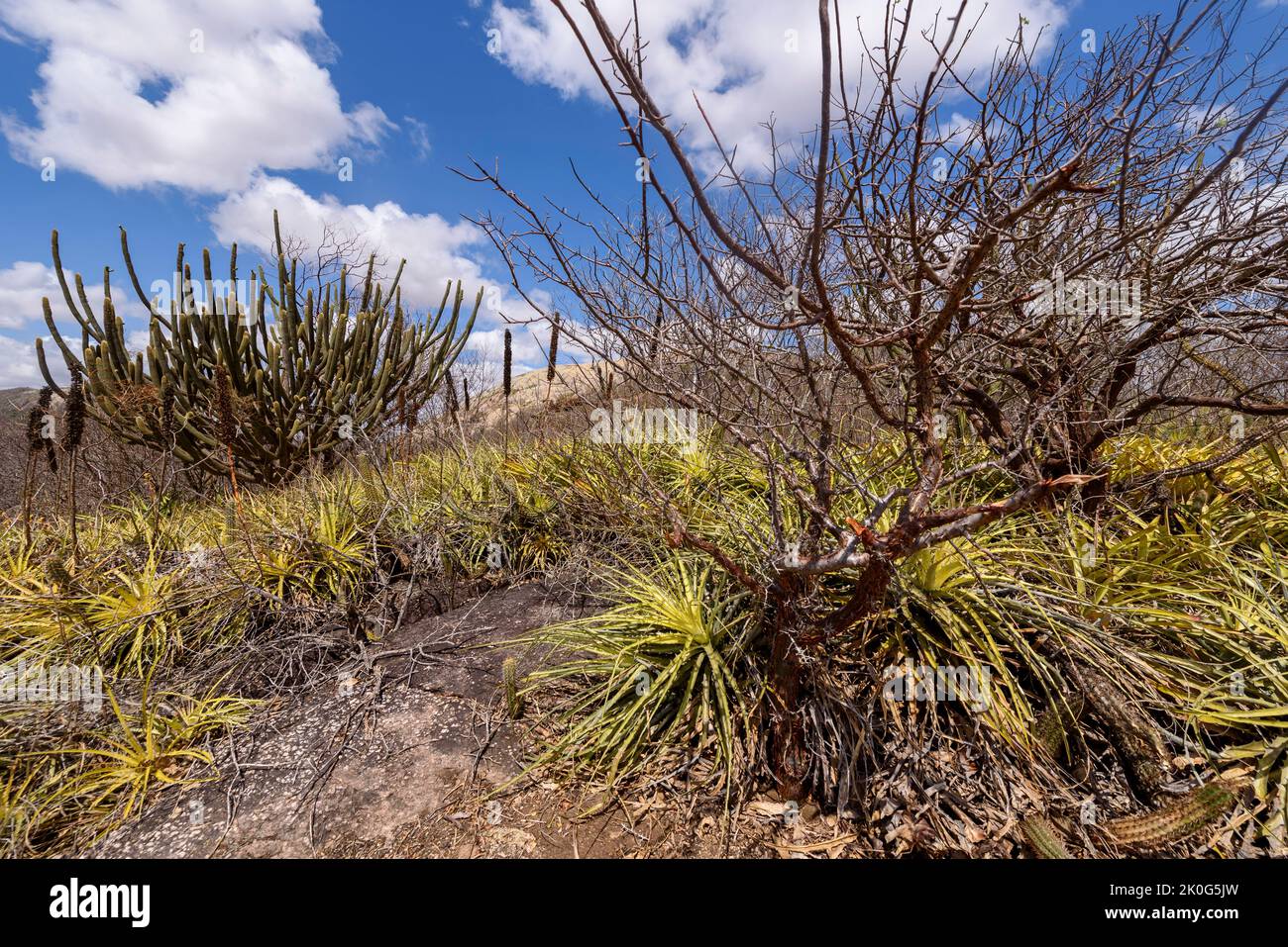 Brazilian Caatinga biome. Typical vegetation, Macambira (Bromeliaceae ...